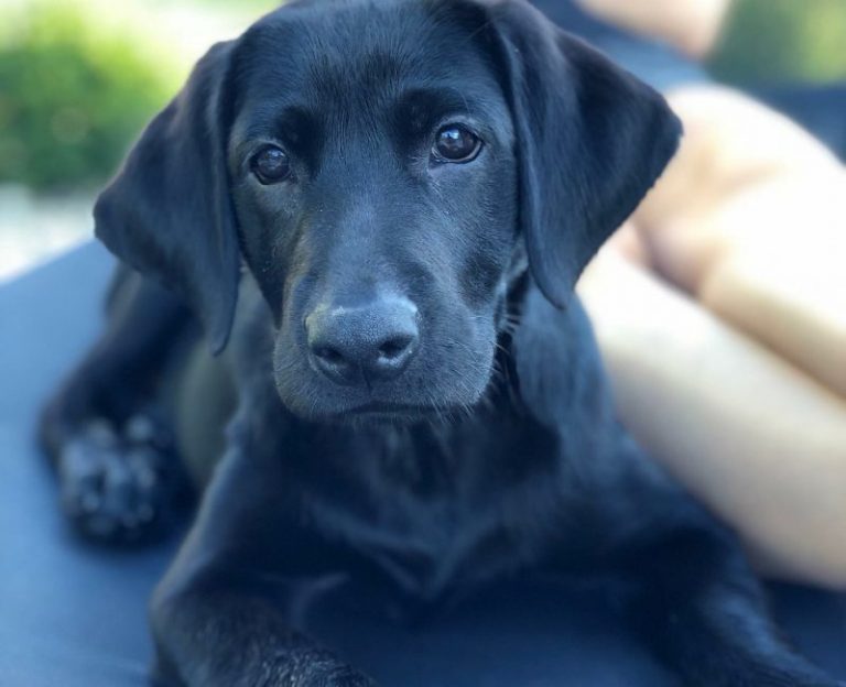 Lab Puppies Chicago and St. Louis | Labrador Retrievers