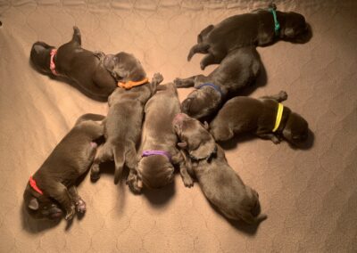 Available Puppies/Adults | Lab Puppies Chicago and St. Louis