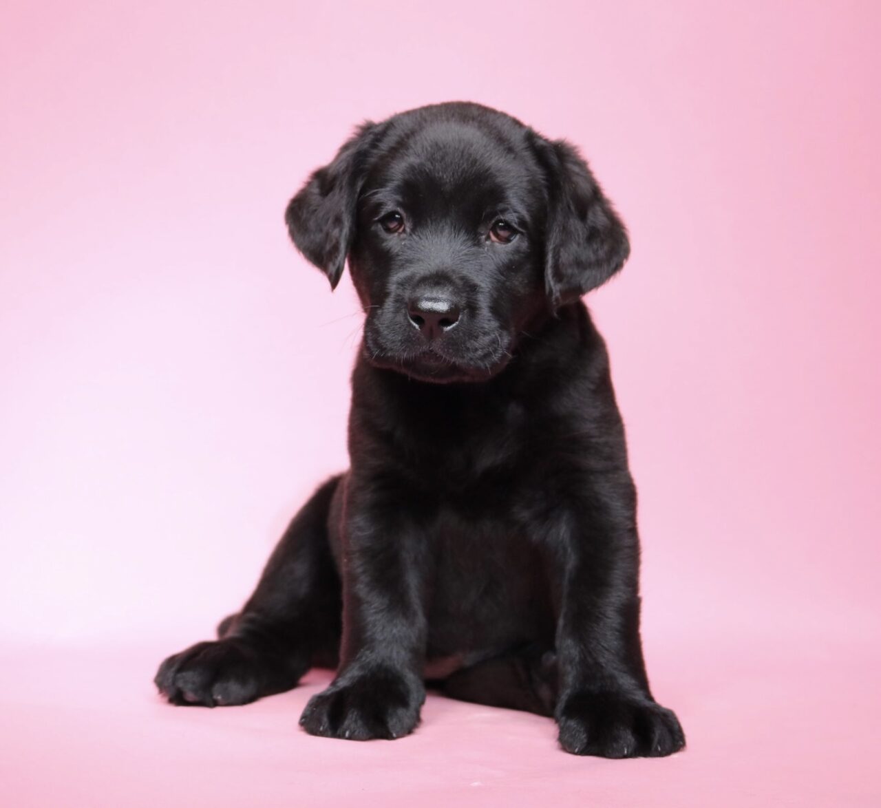 Lab Puppies Chicago and St. Louis | Labrador Retrievers