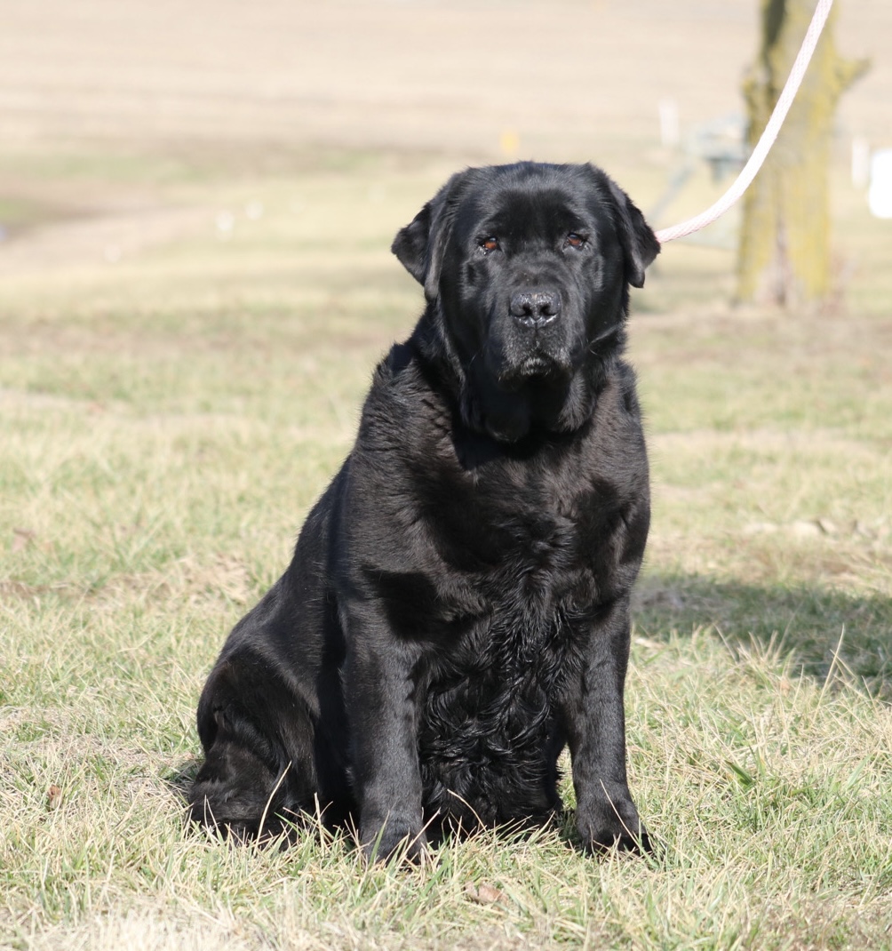 Available Puppies/Adults | Lab Puppies Chicago and St. Louis